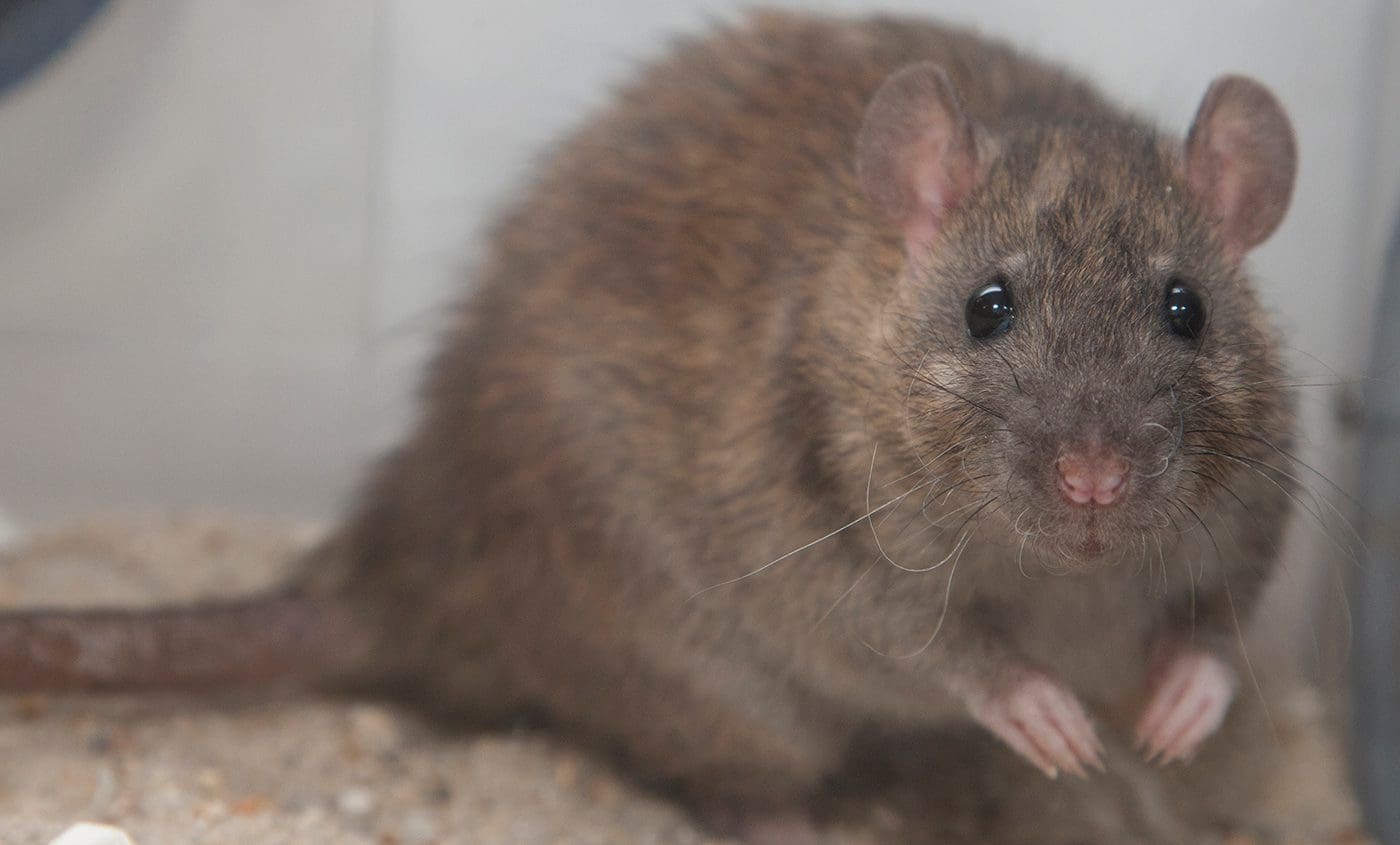 Rodent Control Lone Tree, CO | Mice & Rat Removal